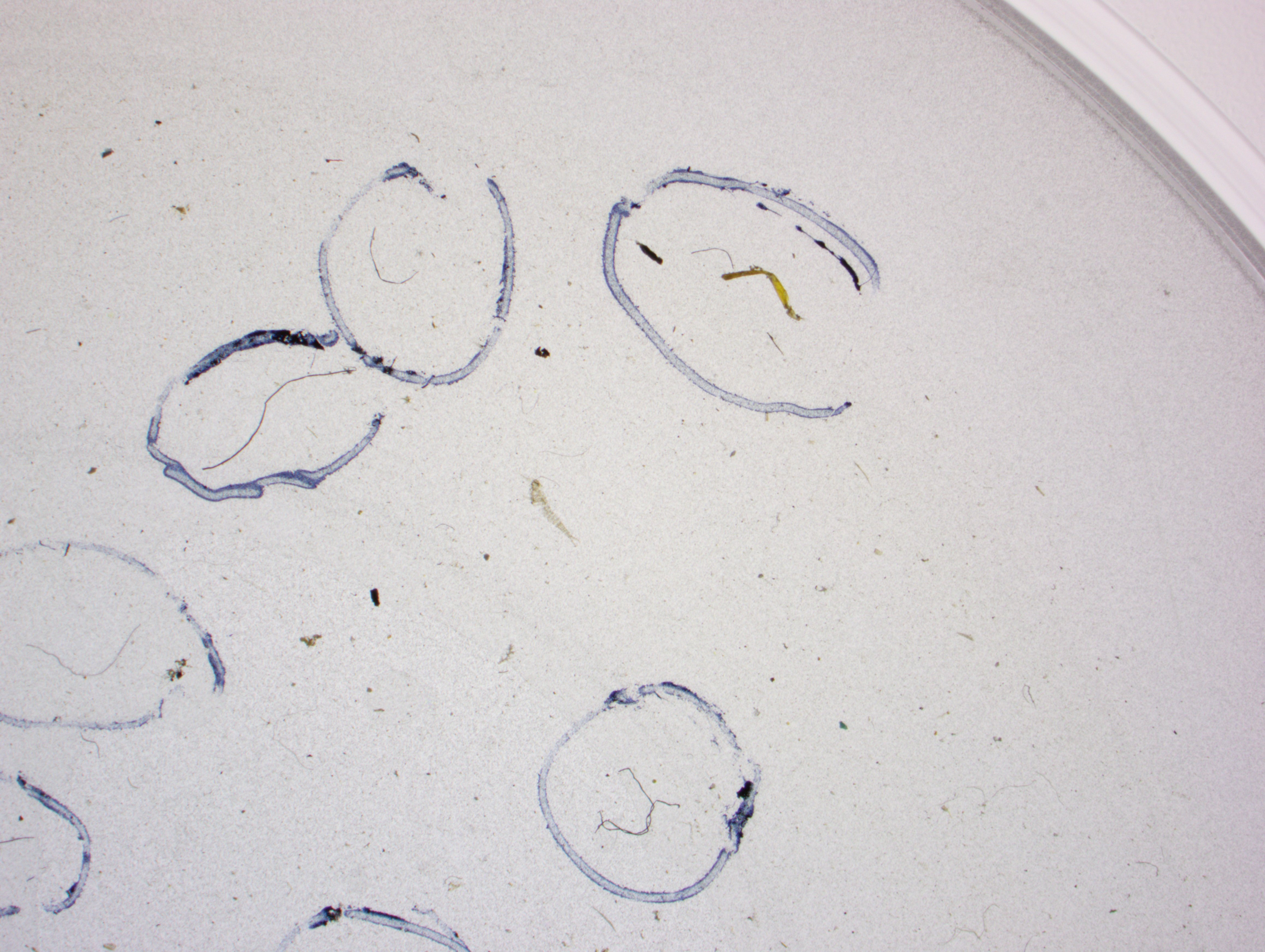 Breaking Down Microplastics