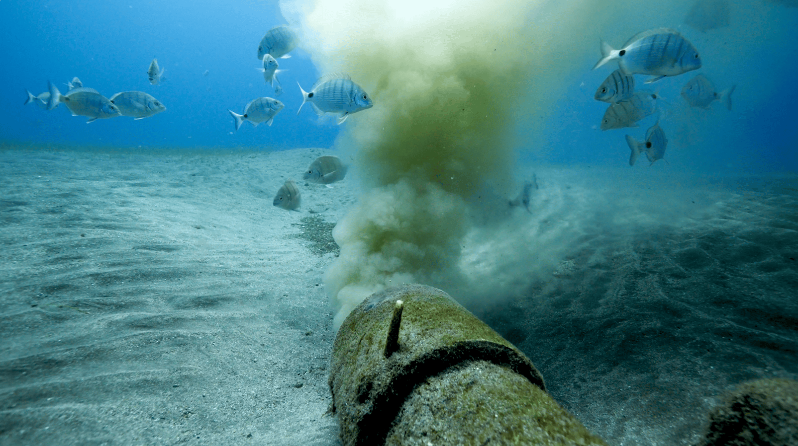 Five Reef Friendly Actions for World Reef Awareness Day