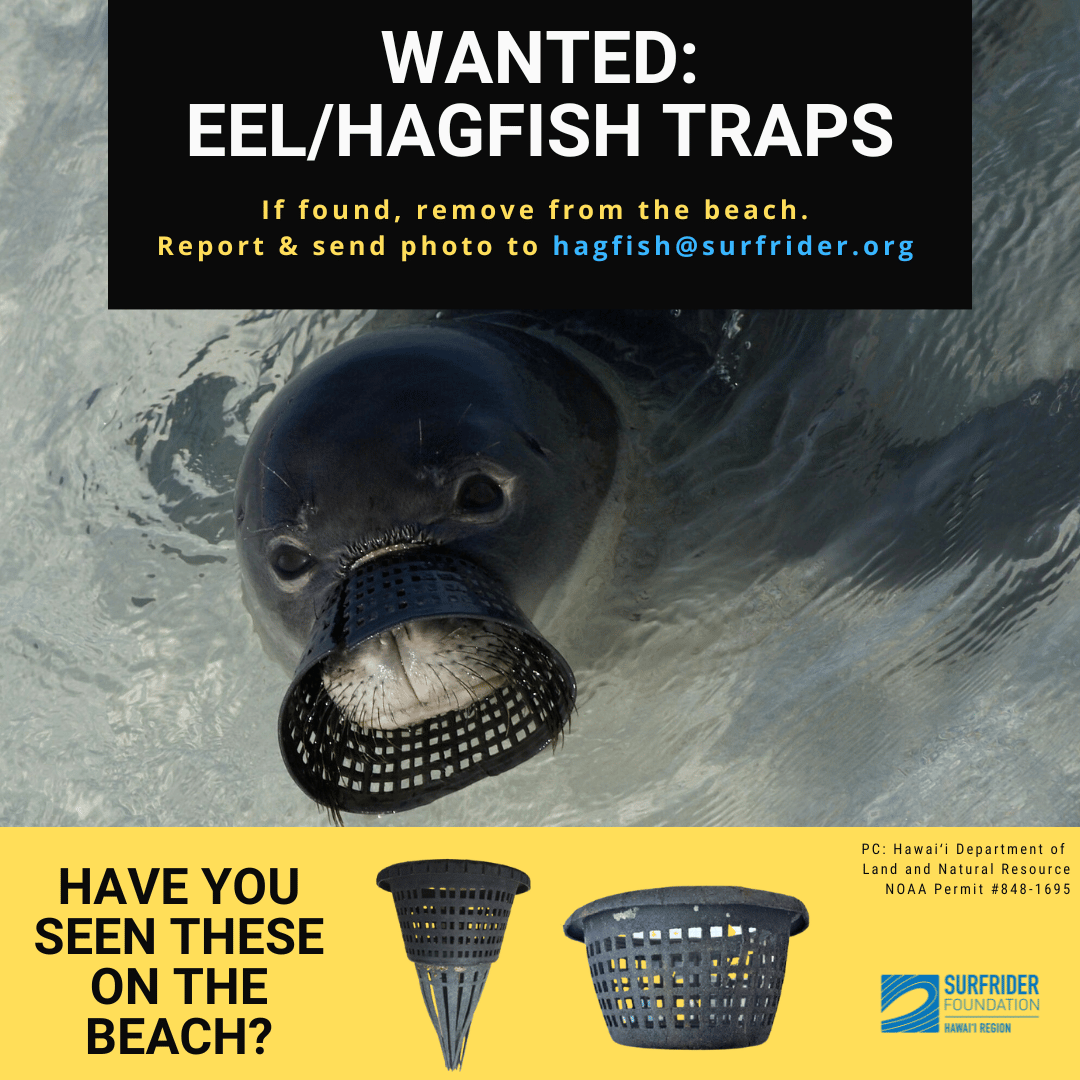 Kauai North Pacific Eel Trap Study