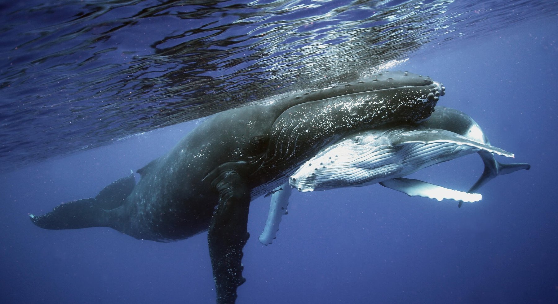 Ocean Protection