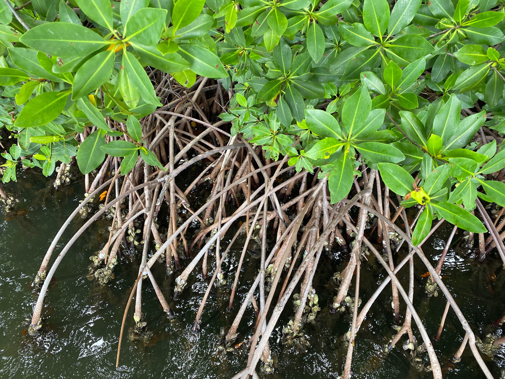 Nature-Based Solutions on our Coasts: A Frontline Defense Against ...