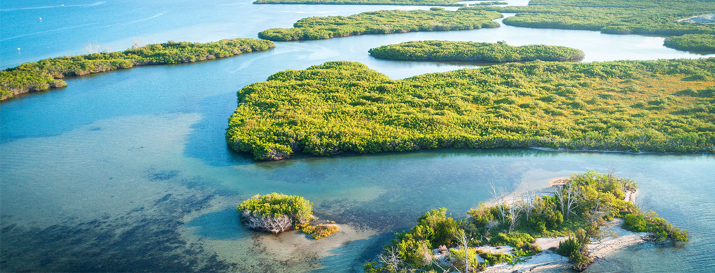 Nature-Based Solutions on our Coasts: A Frontline Defense Against ...