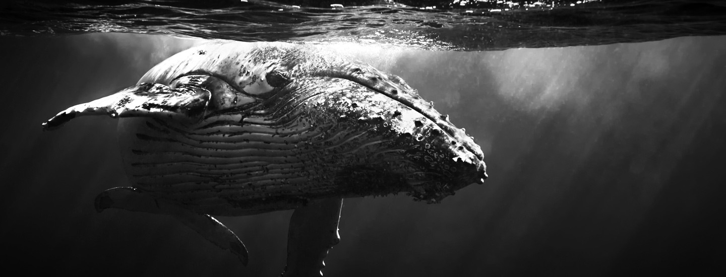 Seismic Blasting Could Be Coming to a Coast Near You: Here’s How to ...