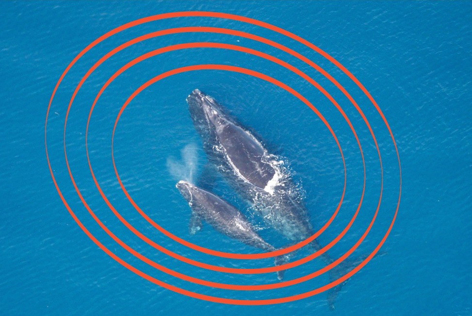 Seismic Blasting Planned for the Atlantic - Time to Speak Out!